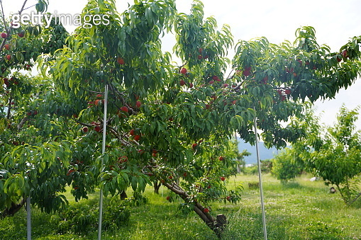 Peach picking at a farm in the suburbs of Yamanashi Prefecture,Japan ...
