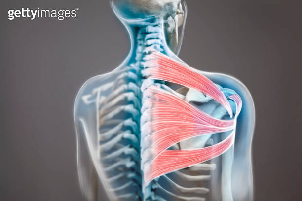 Upper back human figure anatomy, shoulder and back pain 이미지 (1373156182 ...