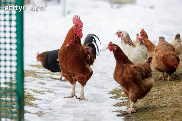 Chicken farm. Rural chicken farm stable with lots of chickens walking ...