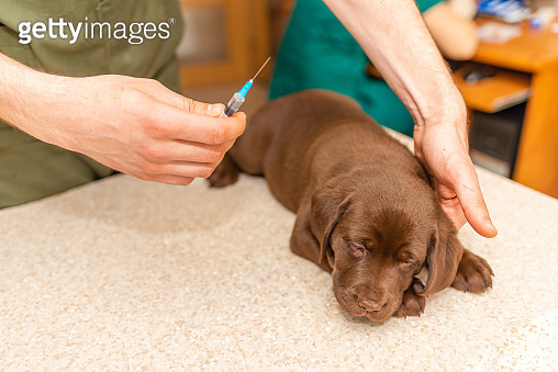 Cute labrador puppy dog getting a vaccine at the veterinary doctor.Dog ...