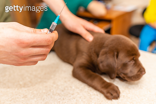 Cute labrador puppy dog getting a vaccine at the veterinary doctor.Dog ...