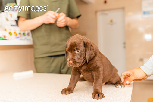 Cute labrador puppy dog getting a vaccine at the veterinary doctor.Dog ...