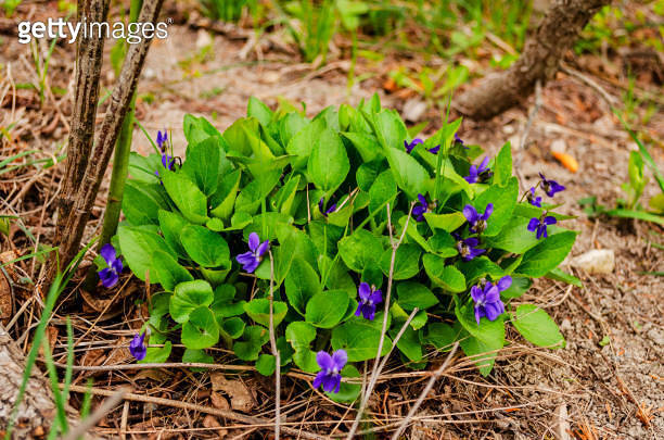 Viola odorata. Scent-scented. Violet flower forest blooming in spring ...