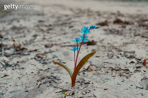 Scilla - purple delicate flower in the middle of a forest path 이미지 ...