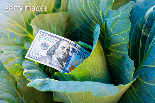 One hundred dollar bill in a growing white cabbage close-up. The cost ...