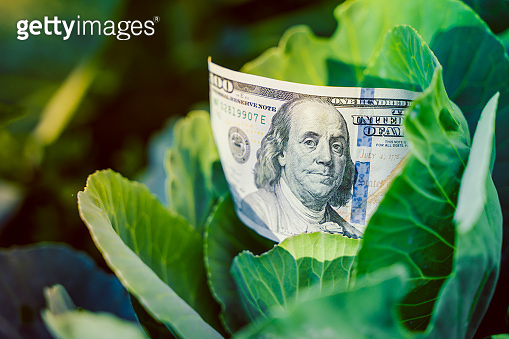 One hundred dollar bill in a growing white cabbage close-up. The cost ...