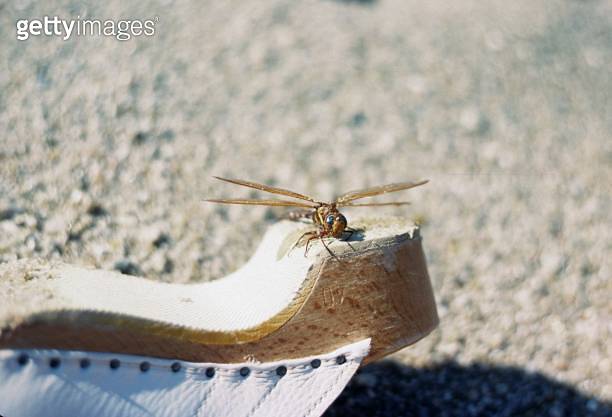 Dragonfly is sitting on a clogs shoe (1383121089) - 게티이미지뱅크