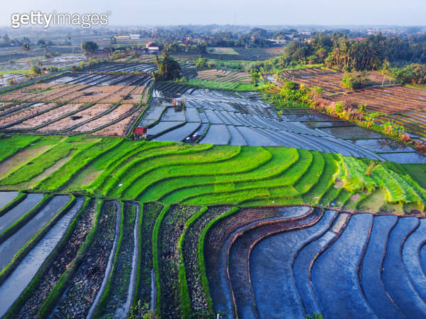 Bali color rice terraces aerials 이미지 (1387345781) - 게티이미지뱅크