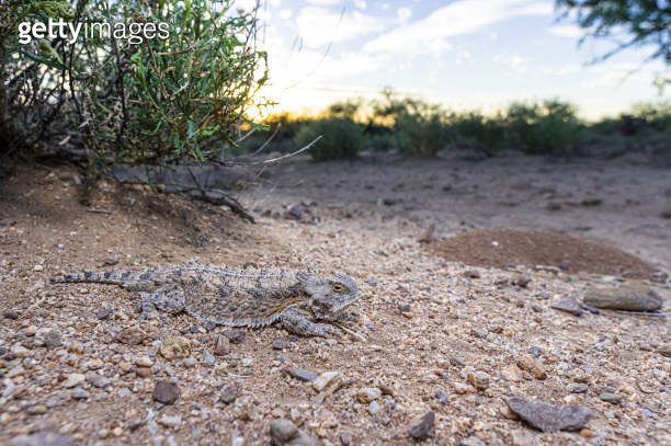 Regal Horned Lizard - in habitat wild animal (1410710082) - 게티이미지뱅크