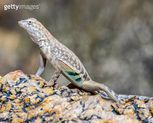 Greater Earless Lizard - Close up in habitat wildlife photo 이미지 ...