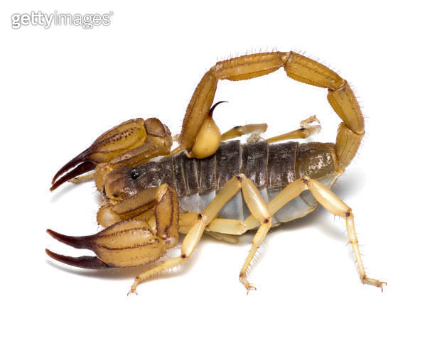 Rock Scorpion - extreme depth of field detailed close up 이미지 ...