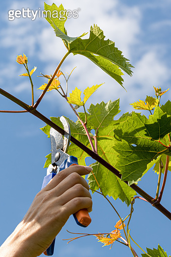 a gloved hand cuts a branch of grapes with secateurs. 이미지 (1452912471 ...