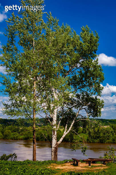 beautiful summer landscape view of the river, trees grow around 이미지 ...