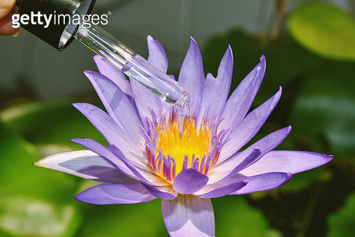 Natural lotus flower pollen extraction, Scientist drop essence for ...