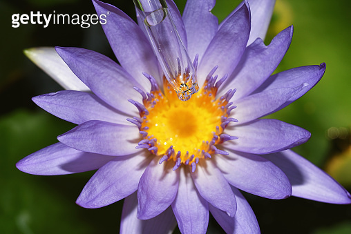 Natural lotus flower pollen extraction, Scientist drop essence for ...