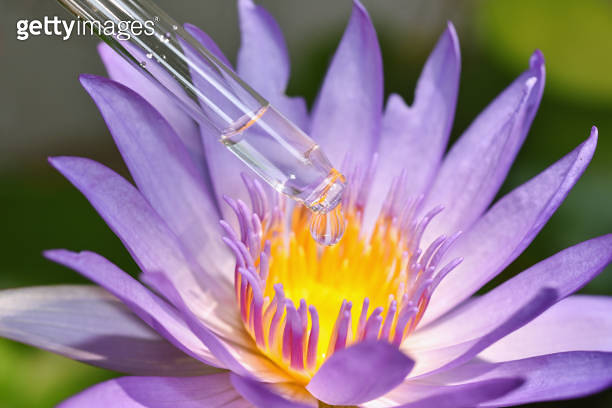 Natural lotus flower pollen extraction, Scientist drop essence for ...