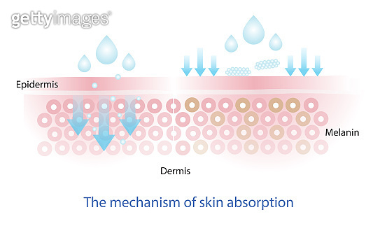 Infographic the mechanism of nutrient absorption through skin layer ...