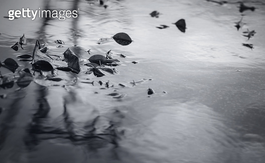 Fallen leaves in a puddle after hard rain fall,smooth ripples with long ...