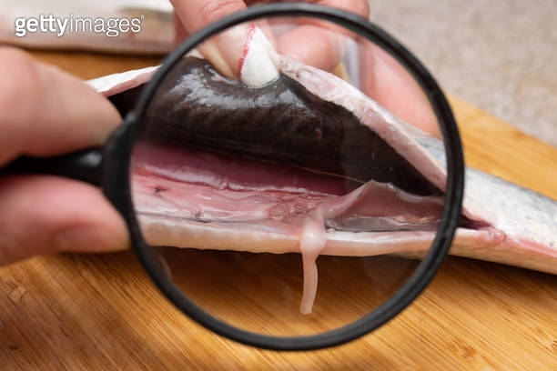 Observing Anisakis parasitic on the internal organs of fish with a ...