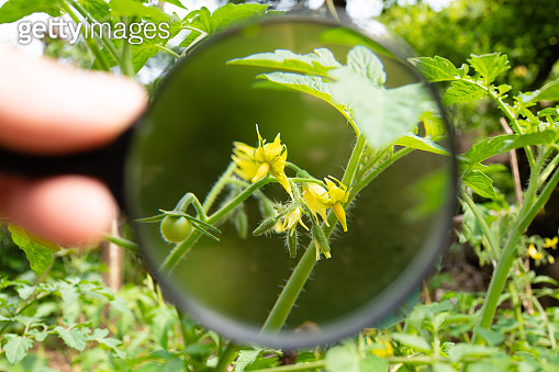 See tomato flowers and small fruits with a magnifying glass 이미지 ...