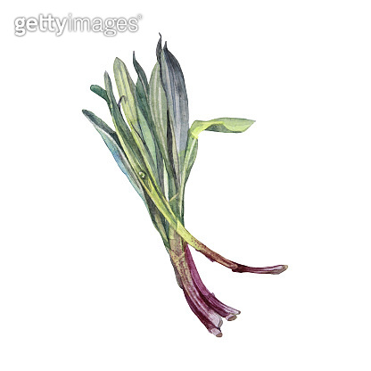 Watercolor bunch of wild garlic for salad isolated on white background ...