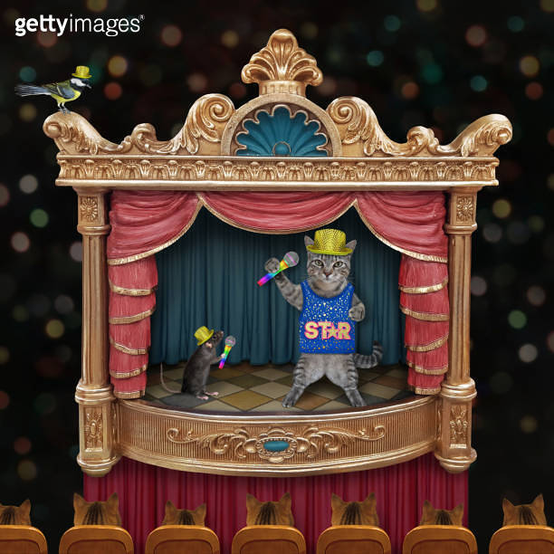 Cat gray singer on stage of theater 이미지 (1363247491) - 게티이미지뱅크