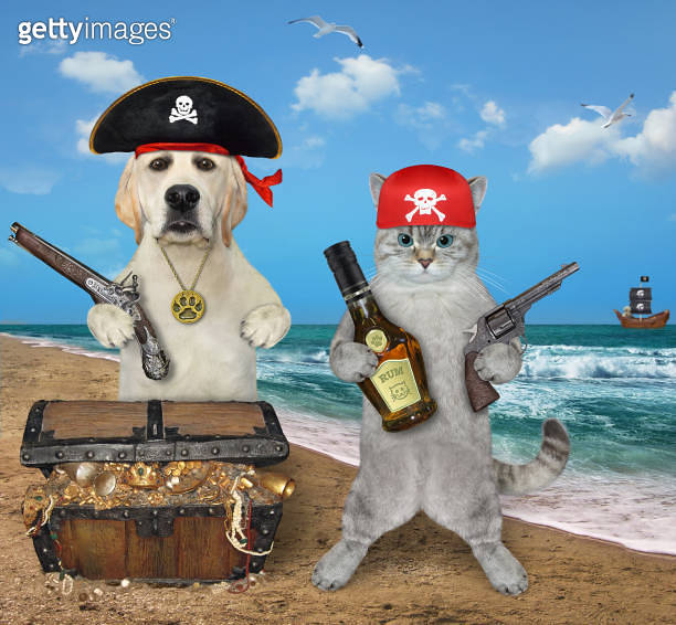 Cat ashen and dog labrador near chest of gold 이미지 (1368217930) - 게티이미지뱅크
