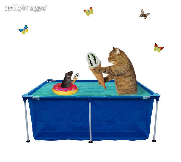 Cat and rat eat ice cream in soft side pool (1384837256) - 게티이미지뱅크