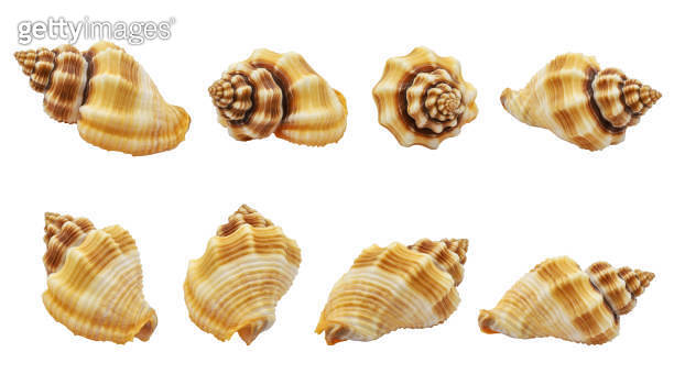Collection of one seashell from different perspectives. 이미지 (1395360342 ...