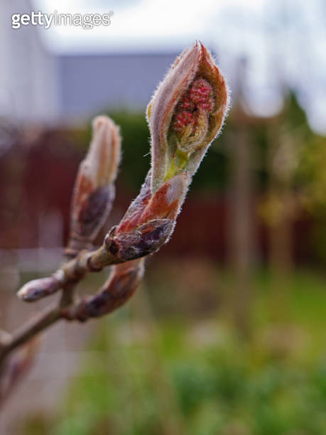 Buds on a branch of mountain ash, Sorbus aucuparia also called rowan in ...