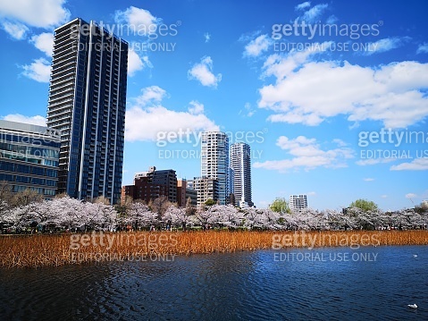 Cherry blossom at Shinobazu pond in the Ueno Park in spring, Tokyo ...