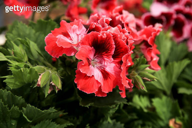Pelargonium Hybridum flowers in the garden 이미지 (1393983279) - 게티이미지뱅크