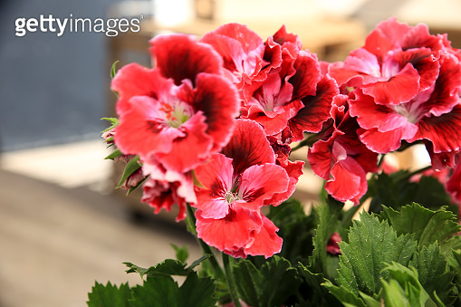 Pelargonium Hybridum flowers in the garden 이미지 (1392805001) - 게티이미지뱅크