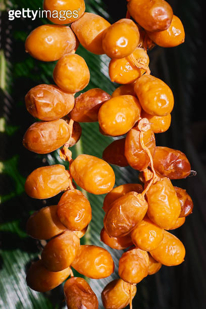 Fresh golden dates from a palm tree collected for drying, close-up ...