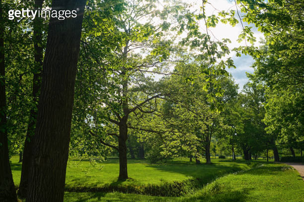 Sunset in a deciduous forest, warm spring evening, sun light into the ...