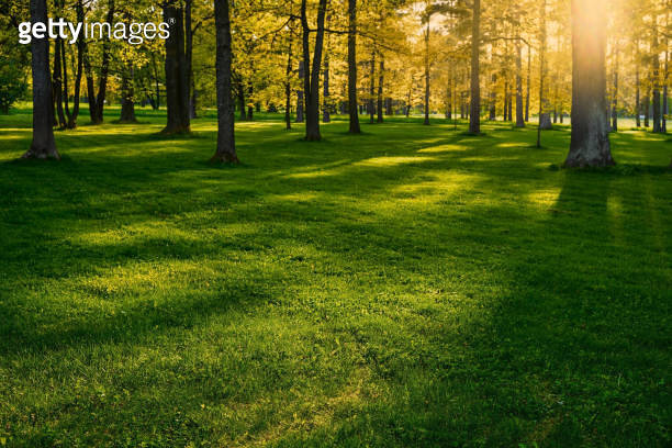 Sunset in a deciduous forest, warm spring evening, sun light into the ...