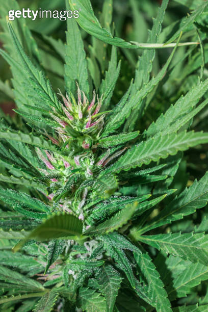 Beautiful female Cannabis (hemp) plant growing, Cape Town, South Africa ...