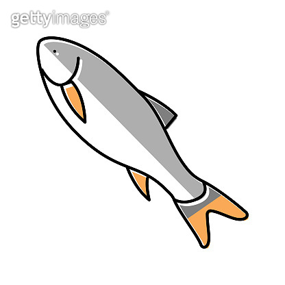 rohu fish color icon vector illustration (1388707594) - 게티이미지뱅크