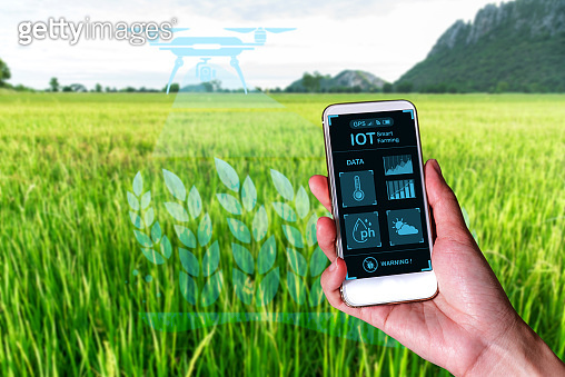 Paddy rice field with digital info for checking and control the ...