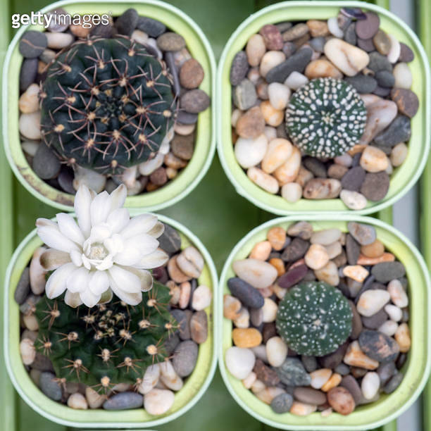 The flower on the succulent is in focus, there are four cacti in the ...