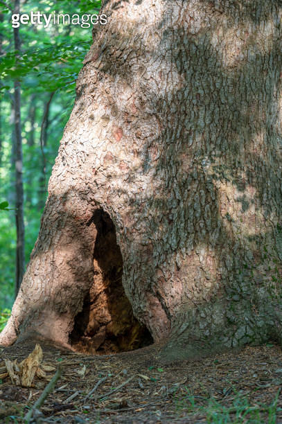 A brown bear´s lair in the old fir tree. Bieszczady Mountains ...