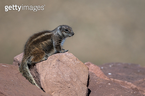 Barbary ground squirrel, Atlantoxerus getulus, Atlas Mountains, Morocco ...
