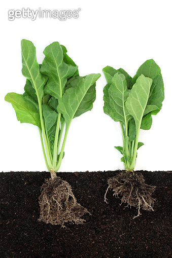 Spinach Plants Growing in Soil with Root Ball 이미지 (1366218910) - 게티이미지뱅크