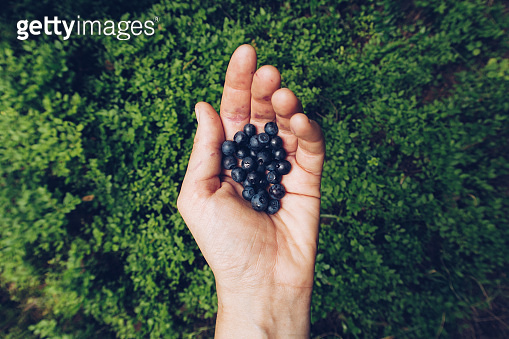 A handful of blueberries. Tourist hand holding bunch of berries photo ...