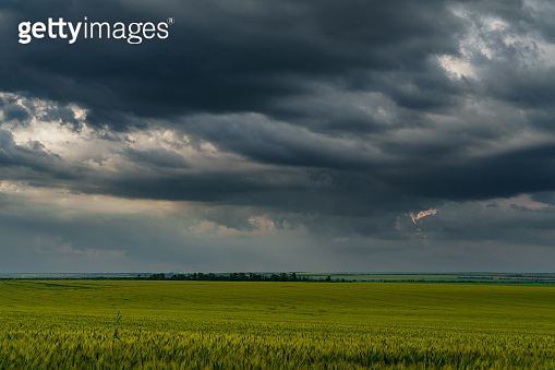 agricultural field with green wheat sprouts, dramatic spring landscape ...