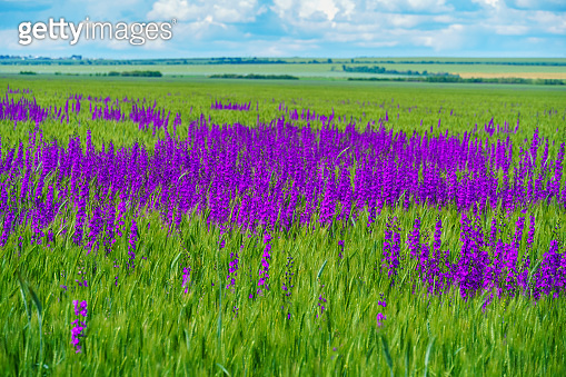 bright spring landscape on a sunny day - an agricultural field with ...