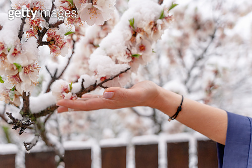A hand touching an almond branch in the snow on snowing spring day ...