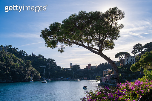 Coastal villagescape and harbour - pine tree in foreground, Portofino ...