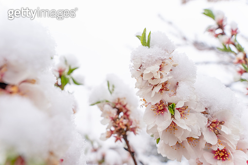 Flowers of the almond tree in the snow on snowing spring day. Beautiful ...