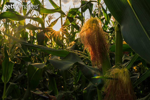 Corn juvenile ear, female inflorescence with long pistils, in the field ...